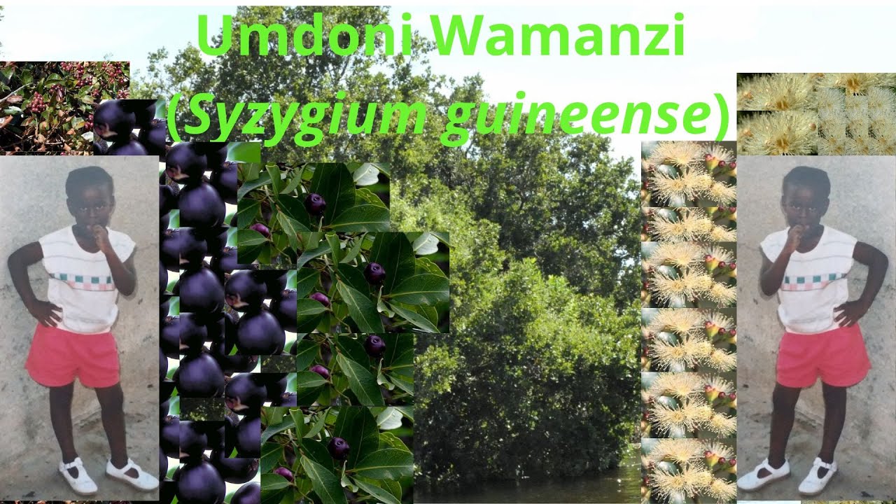 Syzygium guineense (Umdoni wamanzi) - YouTube
