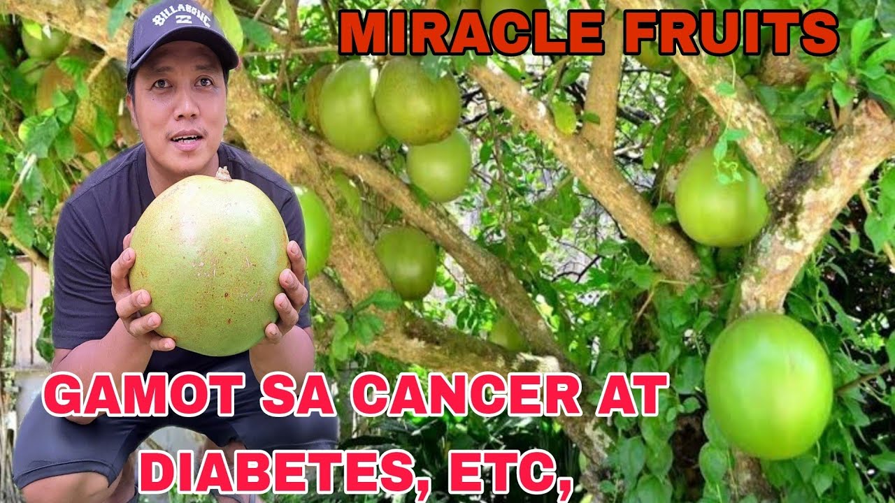 Miracle Fruits /Gamot sa Cancer at diabetis Prutas na magandang itanim sa bukid - YouTube