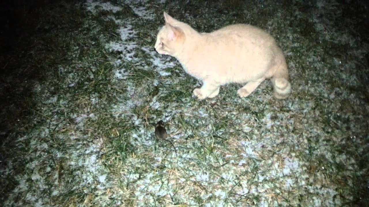 Norwegian mouse Achilles against the cat Hercules ! - YouTube