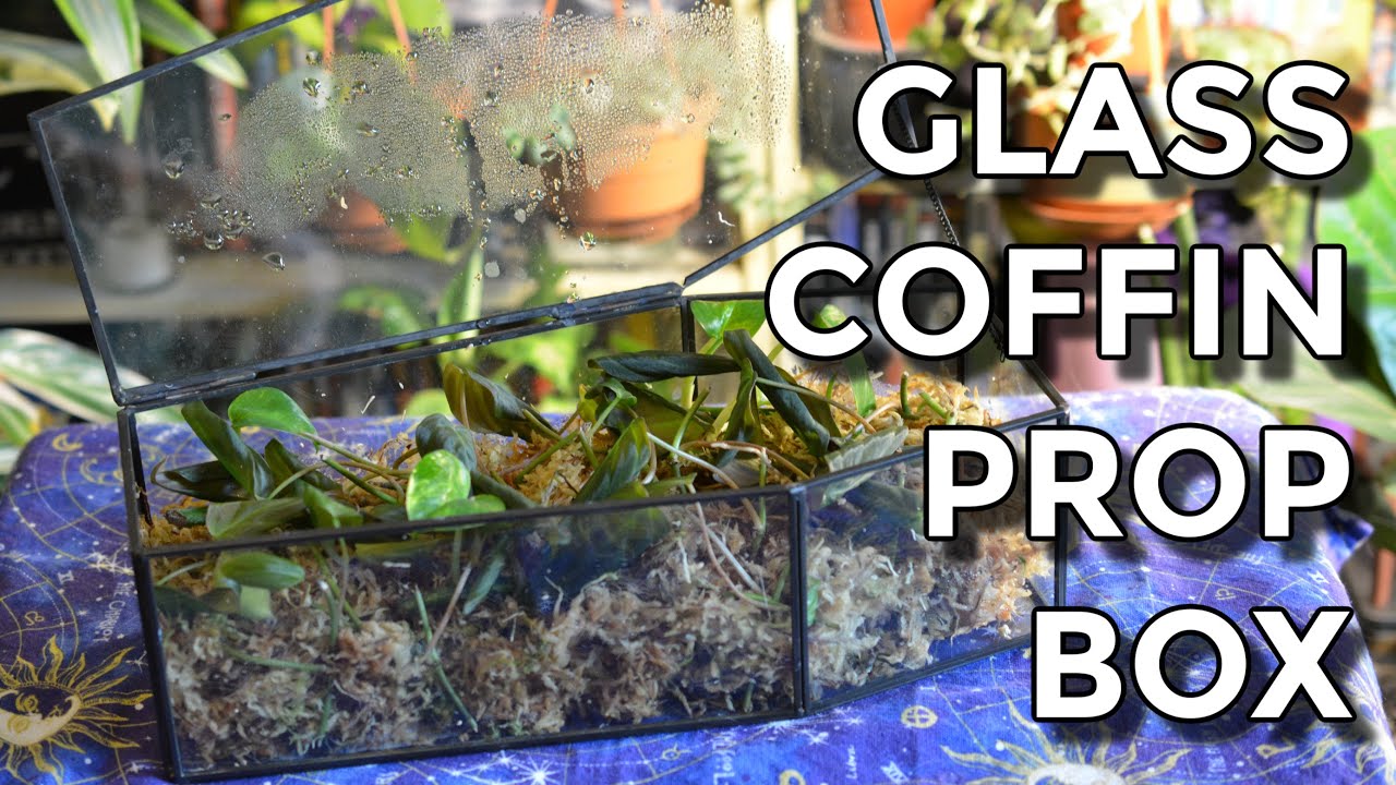 Glass Coffin Plant Propogation Box - YouTube