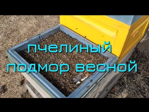 ПЧЕЛИНЫЙ ПОДМОР. ВЕСЕННЯЯ ОЧИСТКА УЛЬЕВ ОТ ПОДМОРА. УЛЕЙ ППУ МЕДВЕДЬ НА ...