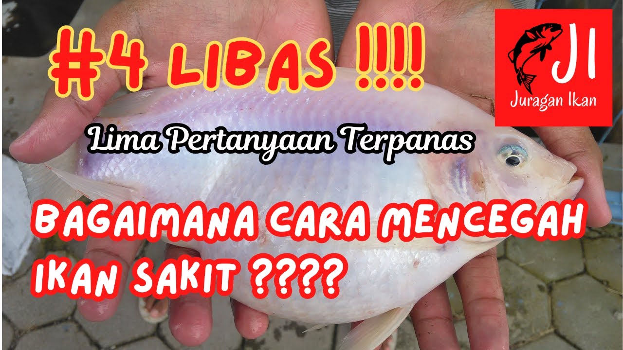 #4 LIBAS - BAGAIMANA CARA MENCEGAH IKAN SAKIT ???? - YouTube