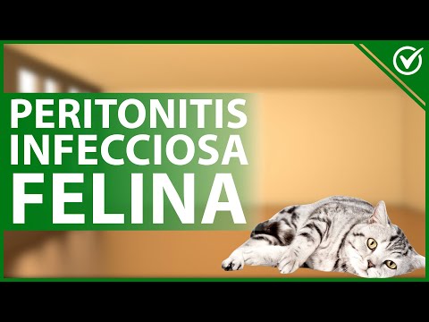 ¿Qué es la Peritonitis Infecciosa Felina y Cómo se debe Tratar ...
