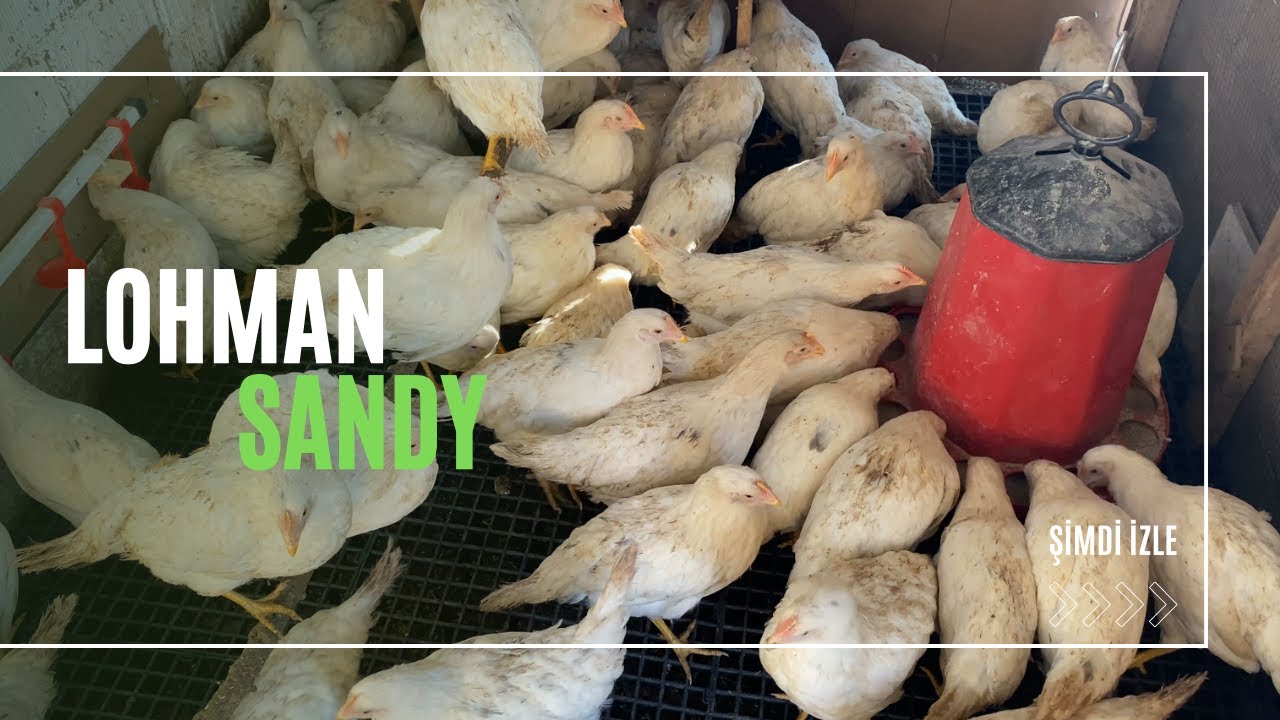 Lohman Sandy Kümesim - Kümes Taban Izgarası #kümes #lohman #lohmansandy ...