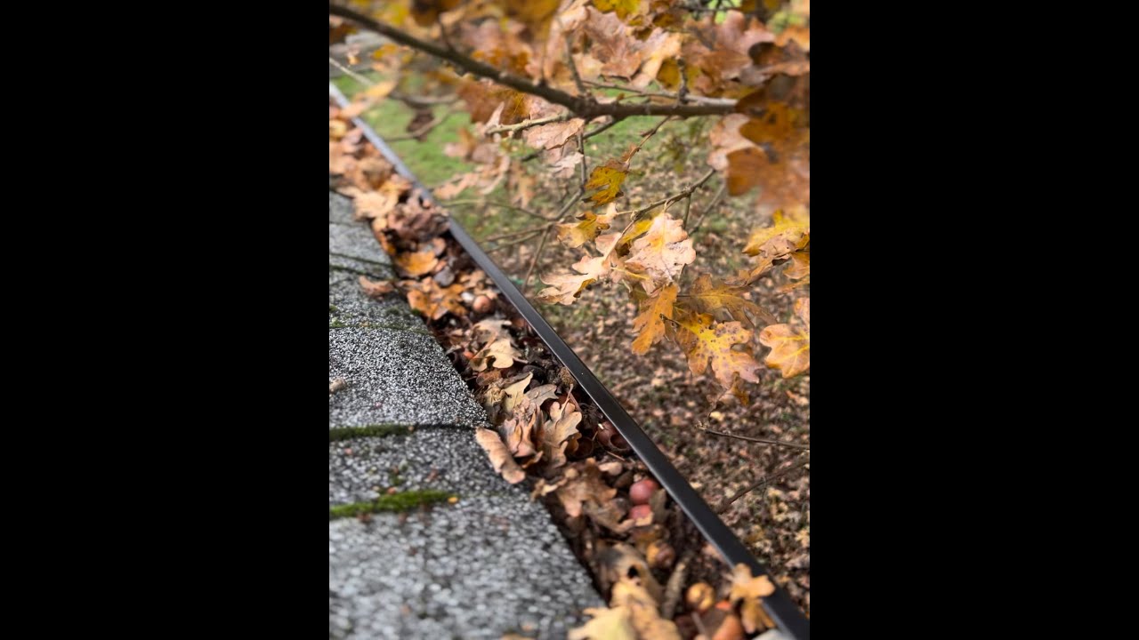 Oak tree gutter clean - YouTube