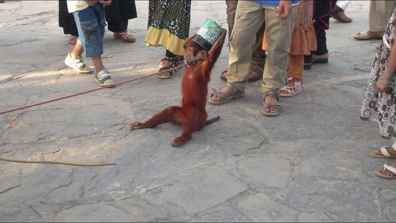 Street Entertainer - Monkey Compilation Monkey Dance - YouTube