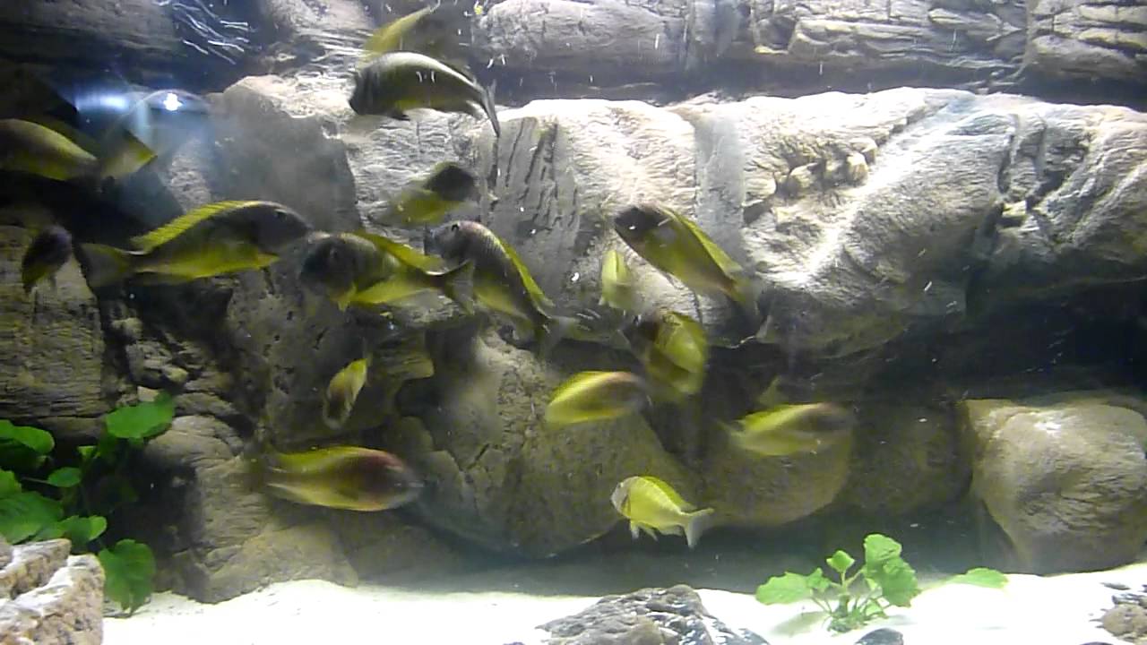 TROPHEUS NKONDE BRIGHT YELLOW - YouTube