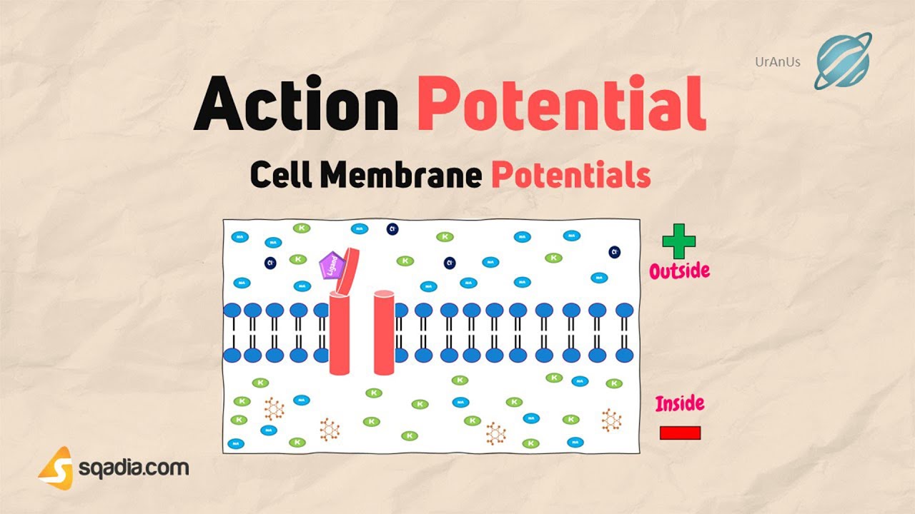 Cell Membrane Potentials | Action Potential - YouTube