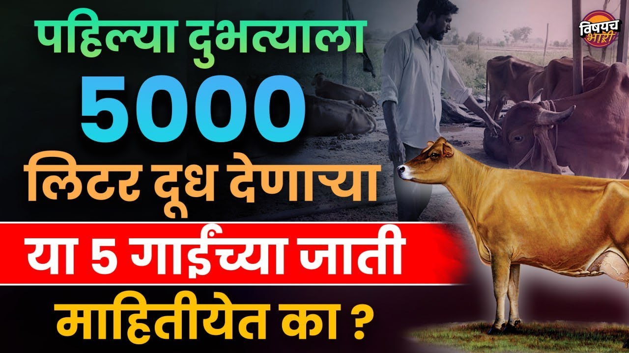 पहिल्या दुभत्याला 5000 लिटर दूध देणाऱ्या या ५ गाईंच्या जाती माहितीयेत ...