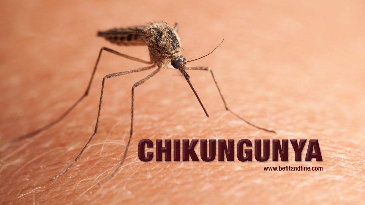 What is Chikangunya And his Symptoms/Virus/Prevention and treatment ...