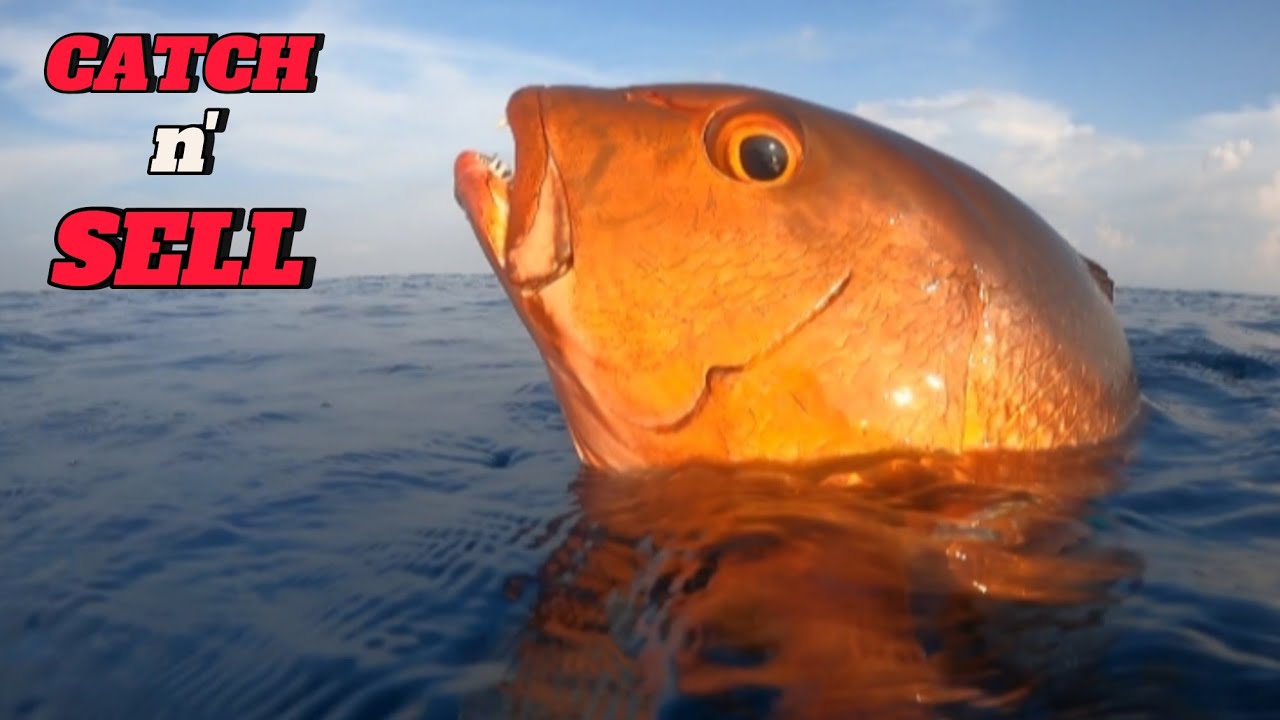 CATCH N' SELL || SPEARFISHING PHILIPPINES || REB BAS,BLUE FIN TREVALLY ...