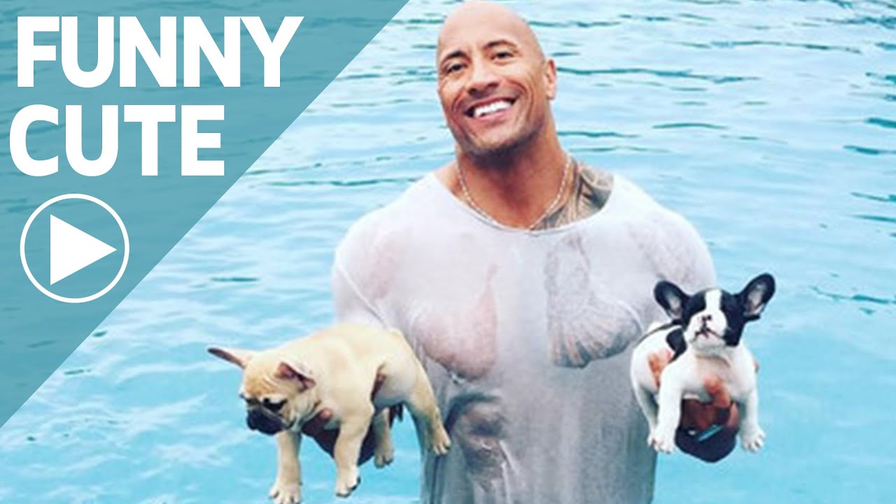 The Rocks Animals | HILARIOUS! - YouTube