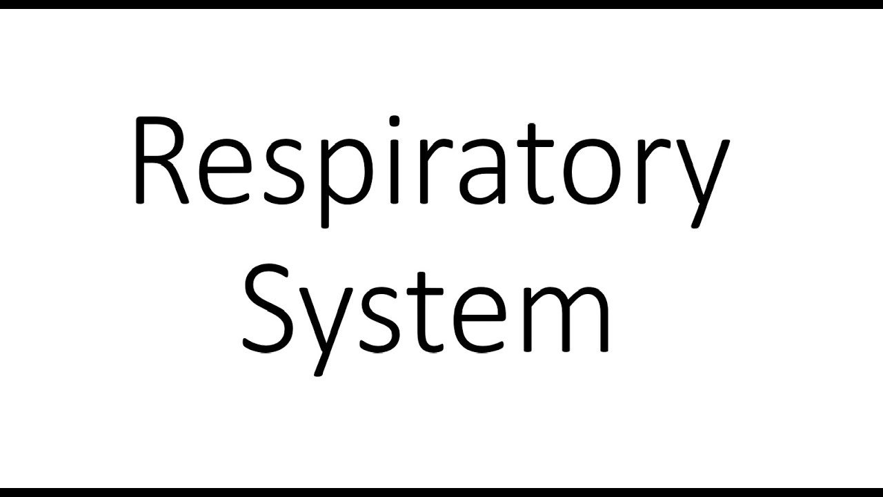 Respiratory System | Class 3 - YouTube