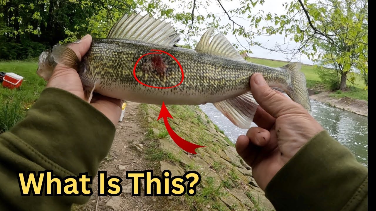 Simple and Easy! Multi-Species FISHING Pymatuning Reservoir Episode 2 ...