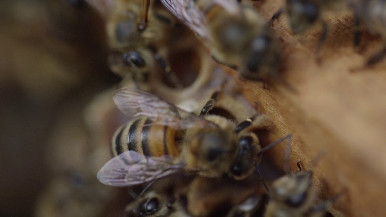 Honey Bee Close Up | Free Footage Video Clip Background Stock | Get ...