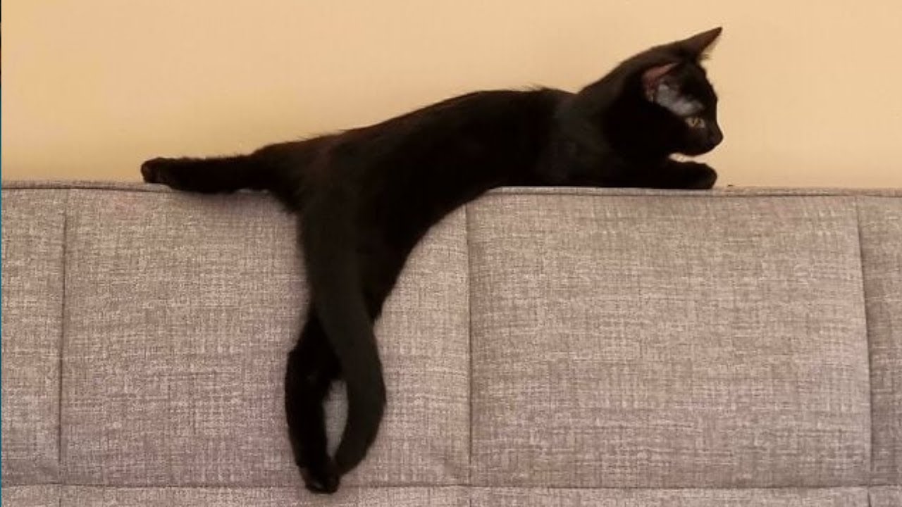 This Cat Is Funnier Than Most Human Comedians 😹 3 Hour Comedian Cat ...