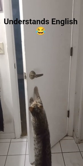 ok now I know my🐈understands English.😂 This morning he also opened the ...