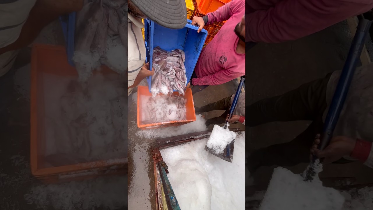 Bondus squid icing process loading export - YouTube