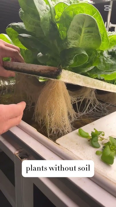 Aquaponics ! - YouTube