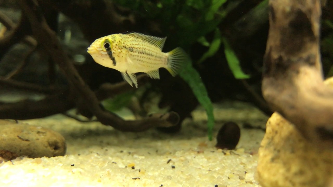 Apistogramma tucurui - YouTube