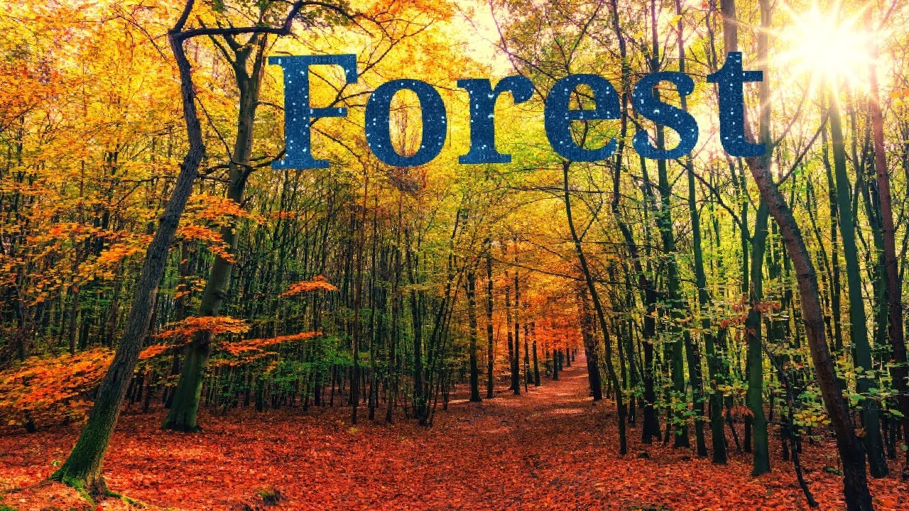 The Forest | cinematic forest | the forest nature | 4k - YouTube