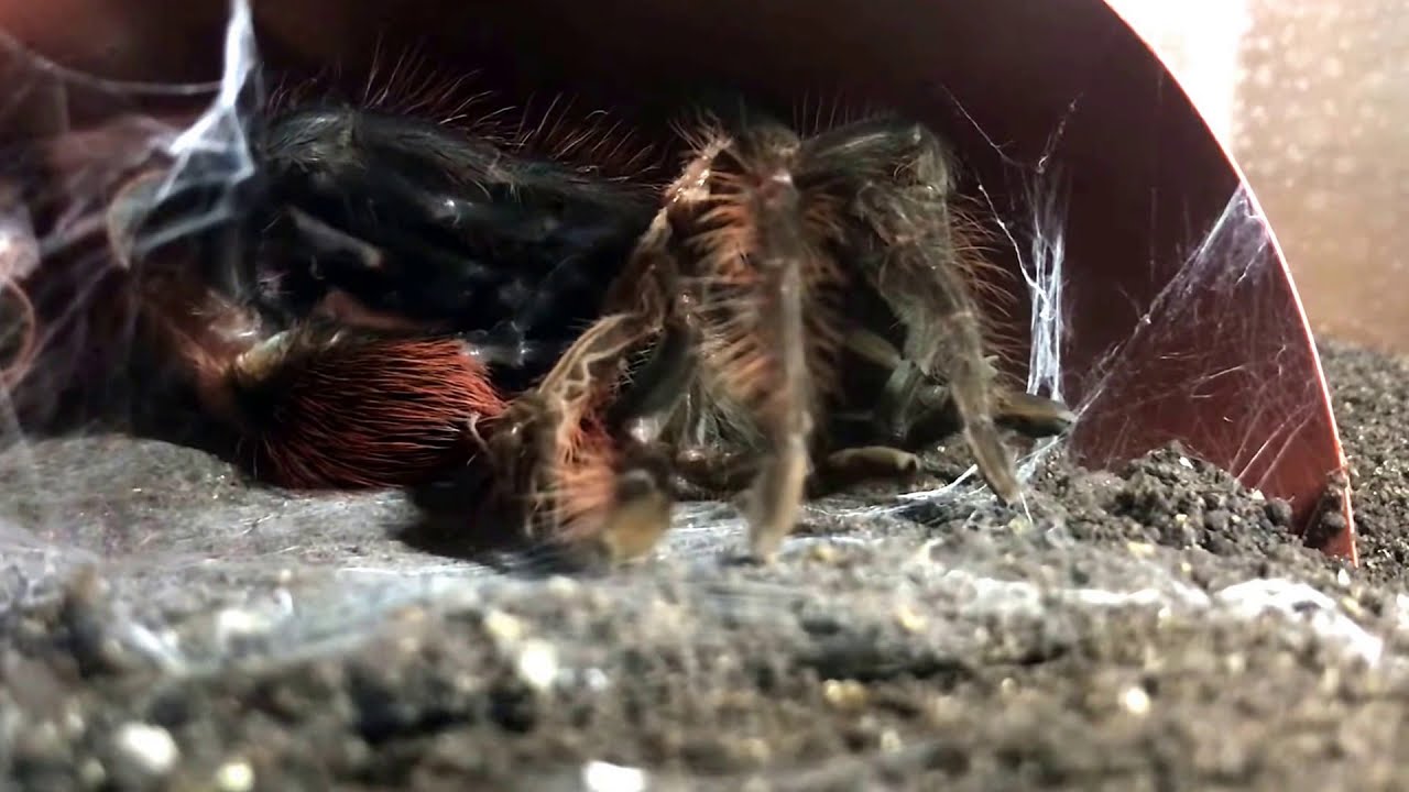 My first Tarantula MOLT !!! - YouTube