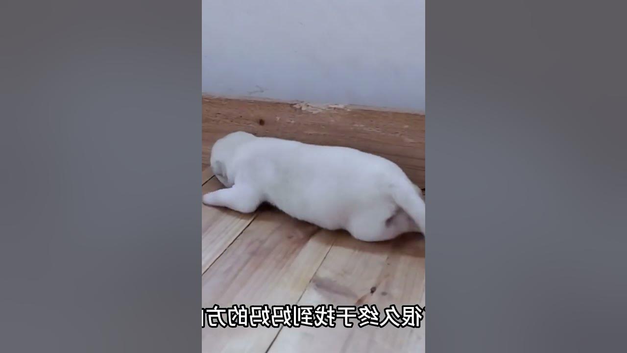 小奶狗出生第八天，争先恐后的抢奶吃，肚子鼓鼓的好可爱 西瓜视频 011 Youtube