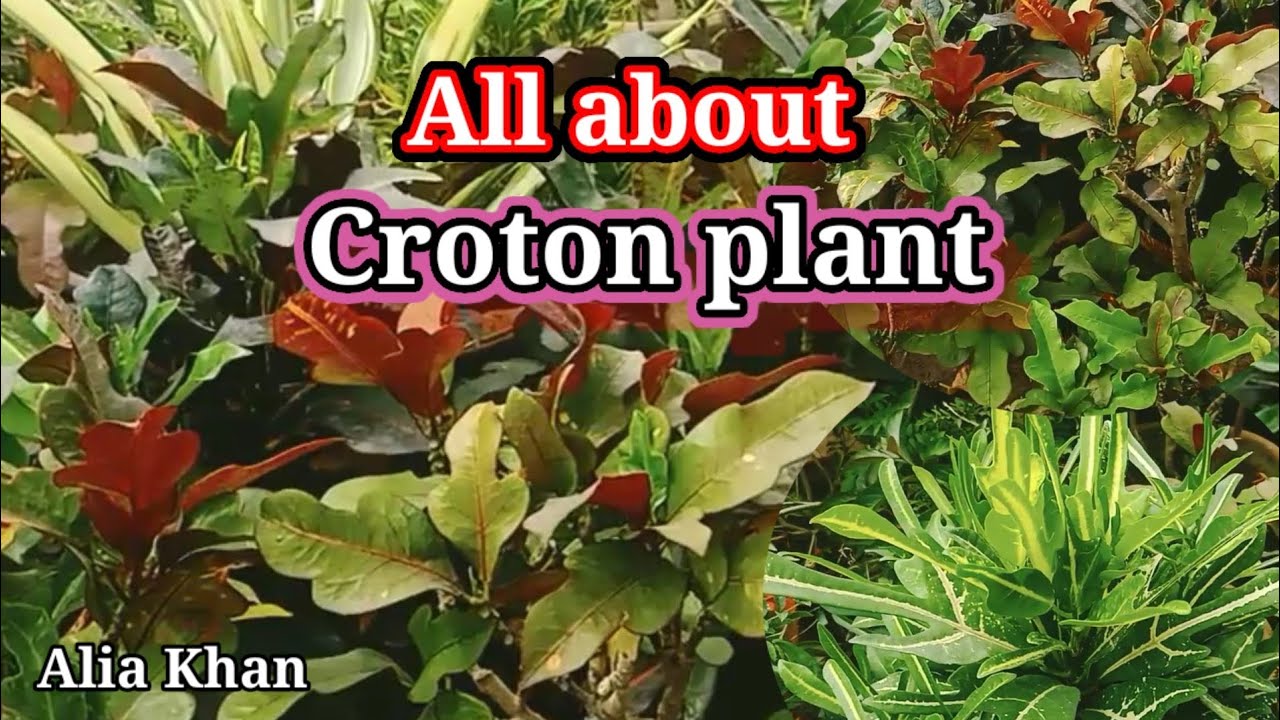 44_All about Croton plant/How to Grow and Care Croton plant/Alia Khan ...