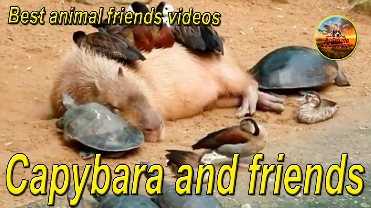 capybara and friends. capybara friends. сapybara. animals. pets. cat ...