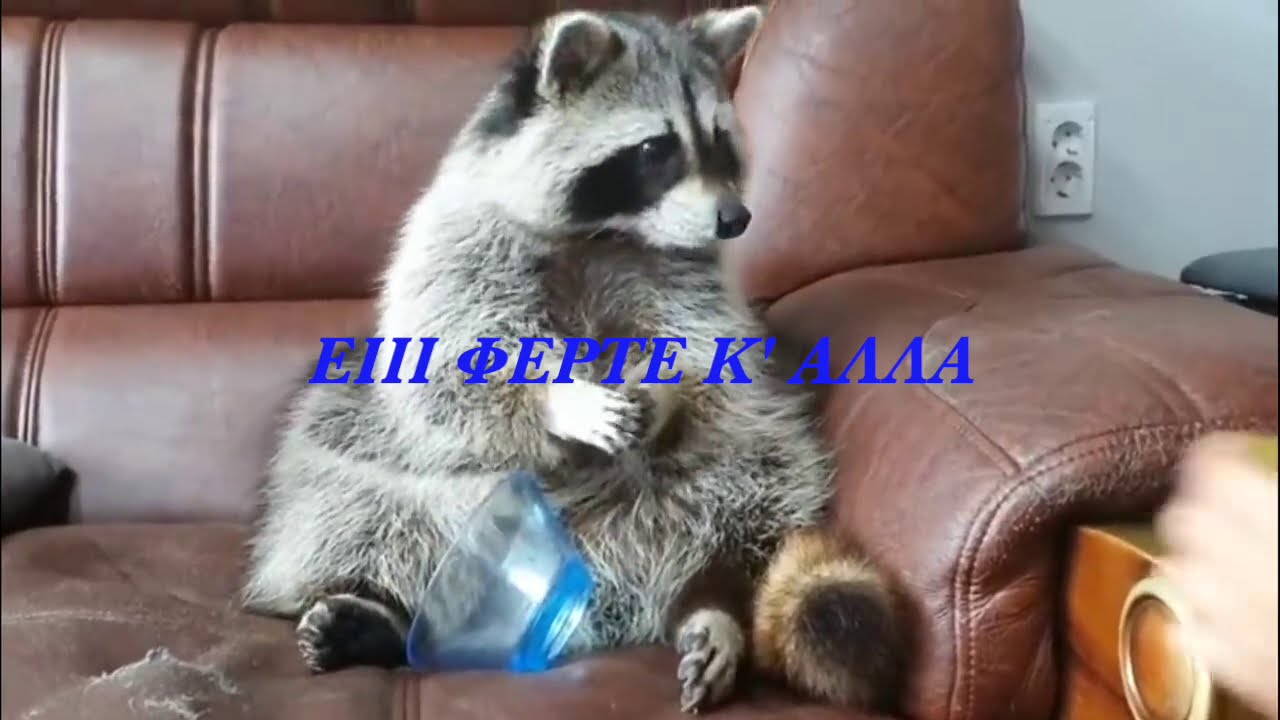 ΤΑ ΠΙΟ ΑΣΤΕΙΑ ΒΙΝΤΕΟ ΜΕ ΡΑΚΟΥΝ 😂🤣 part1 - YouTube