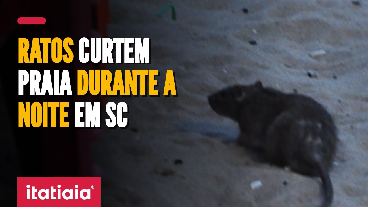 RATOS PASSEIAM DURANTE A NOITE EM PRAIA DE SANTA CATARINA - YouTube