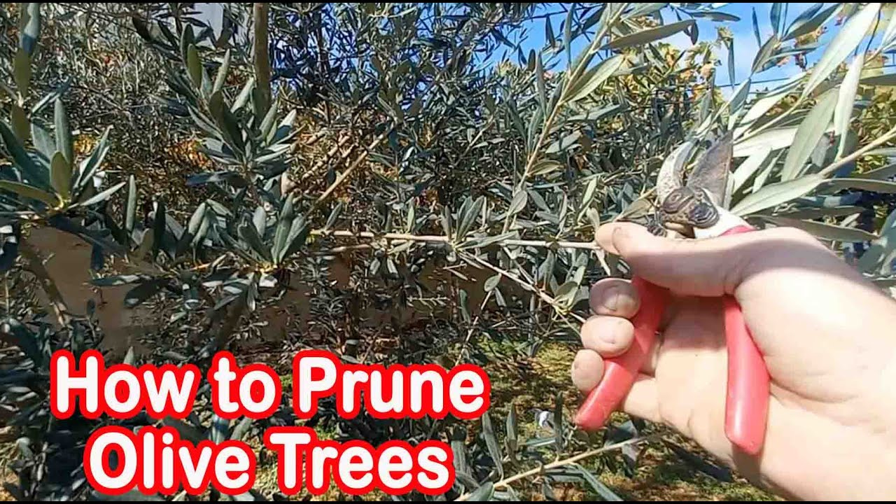 تقليم شجرة الزيتون خطوة بخطوة من البداية حتى النهاية. How to prune olive tree - YouTube