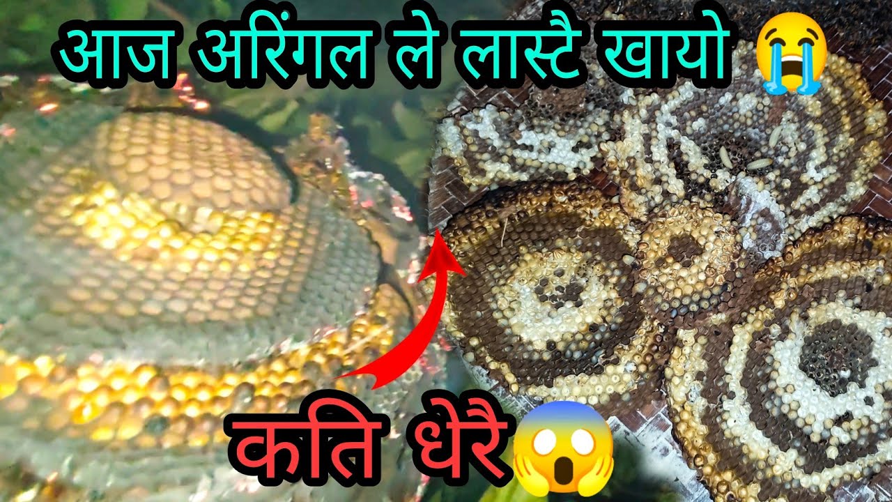 Aringal Sikar(Hornet Hunting)अरिंगल सिकर Vlog 😯😯#goviral #viral #hom # ...