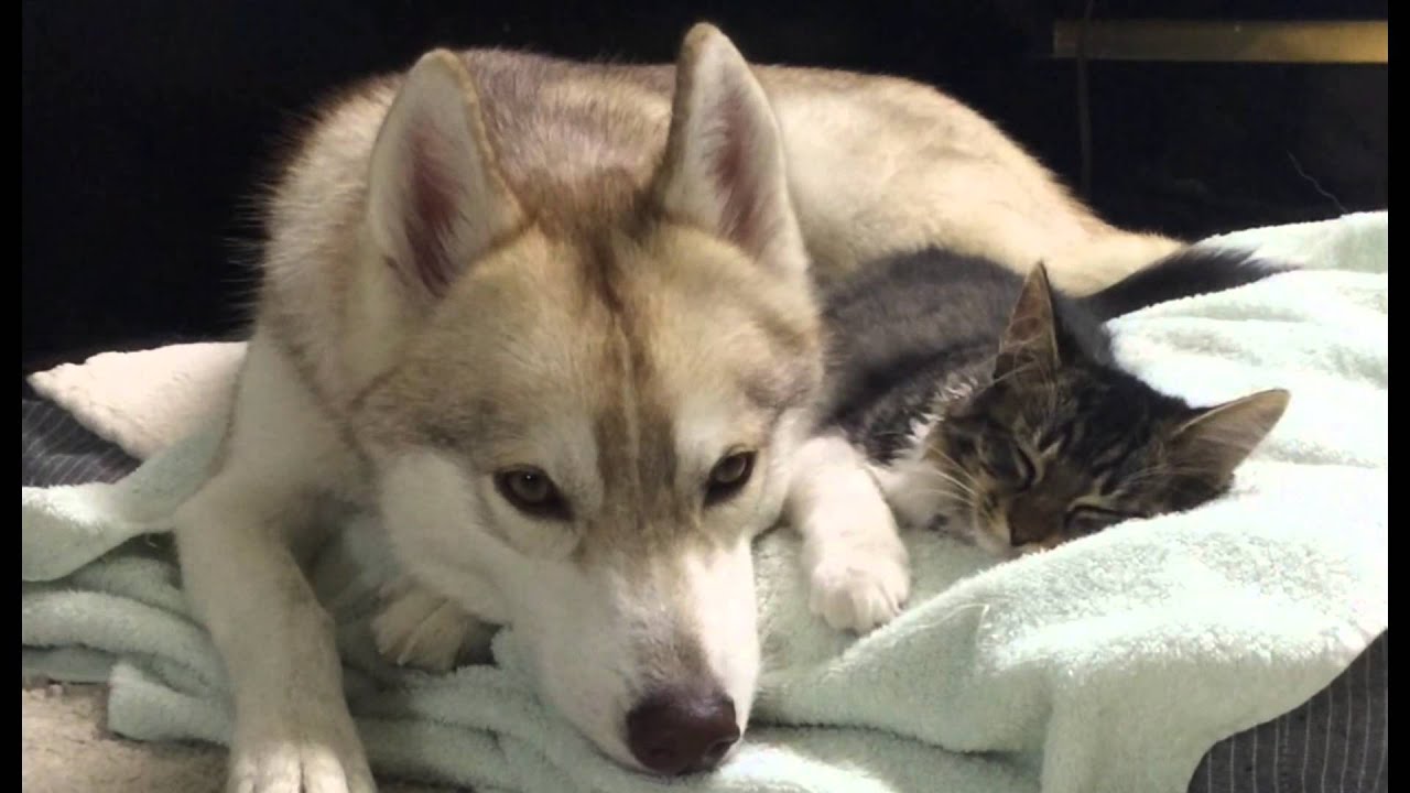 Husky Lilo And Kitten Rosie Falling Asleep Together - YouTube