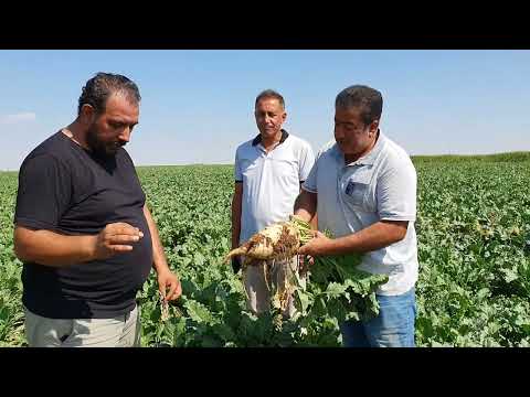 PANCAR NASIL GÜBRELENİR VERİMİ VE TONAJI NASIL ARTAR