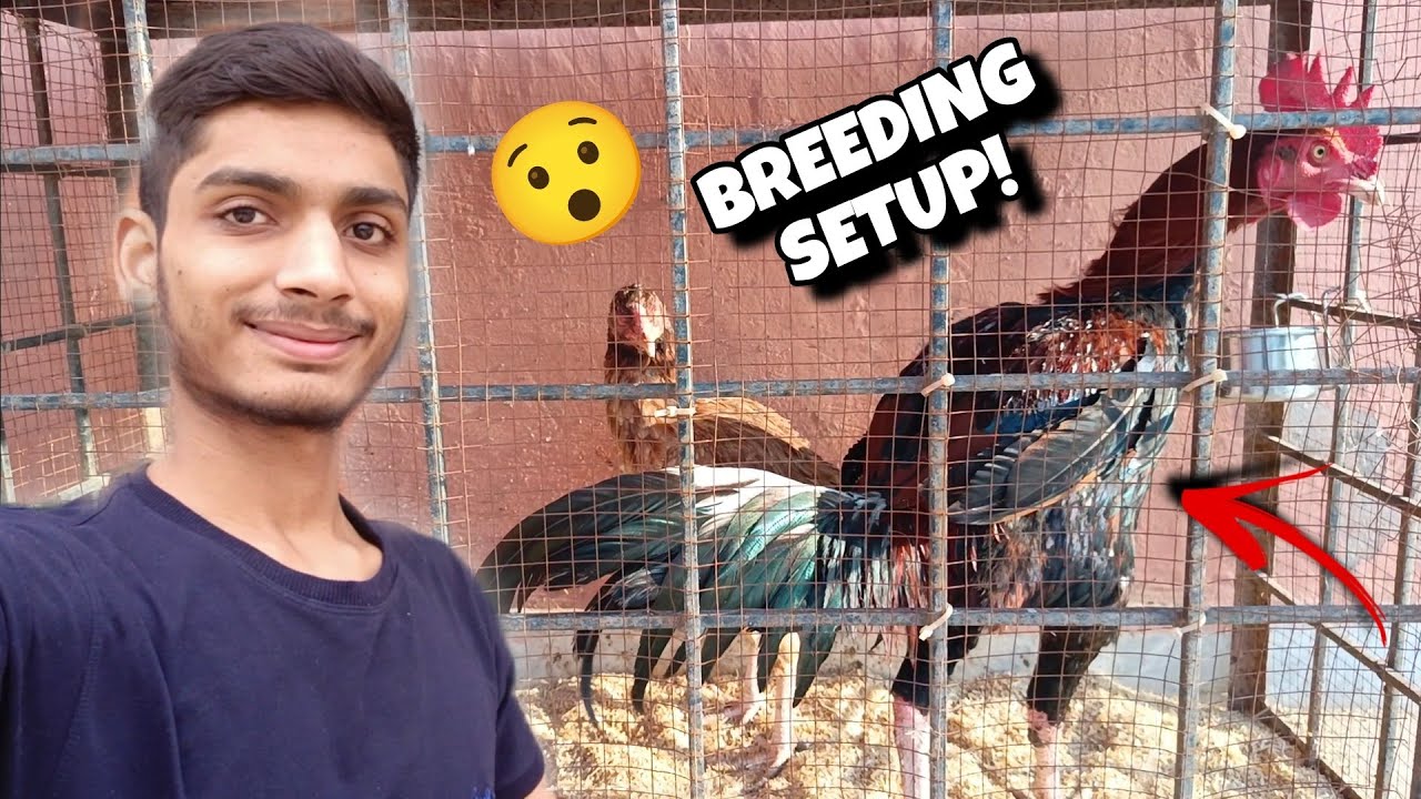 Aseel ka Breeding Setup bna diya 😍 | Aseel Breeding Setup 😲 | - YouTube