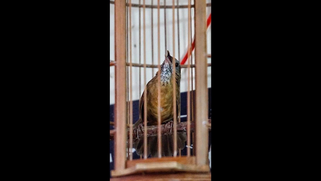 Suara Burung Wambi Mini Keras Bikin sakit telinga - YouTube