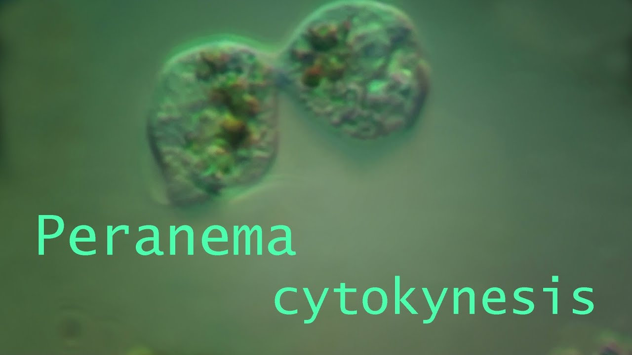 Peranema binary division - YouTube