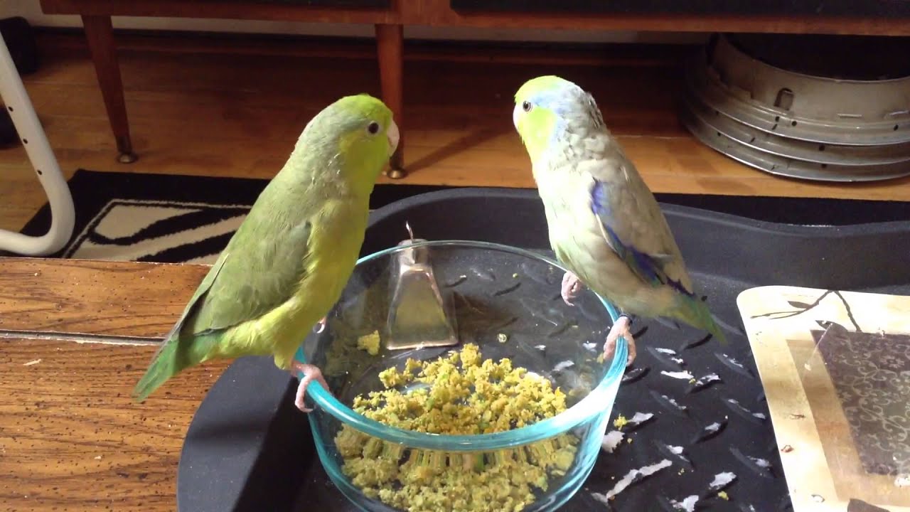 Echo is visiting. Wiggle necking frenzy!! - YouTube