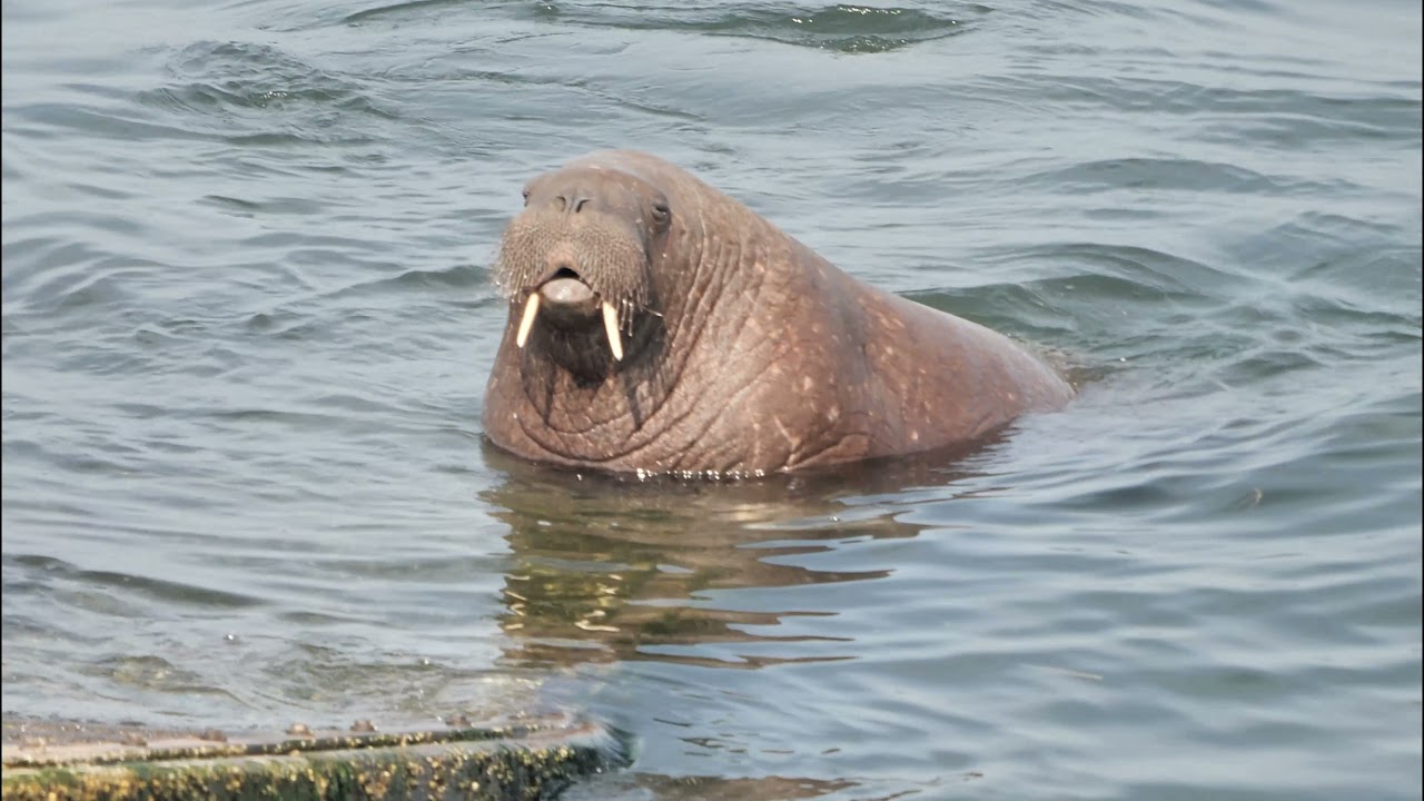 Wally the Arctic Walrus at play. Tenby, South Wales - YouTube