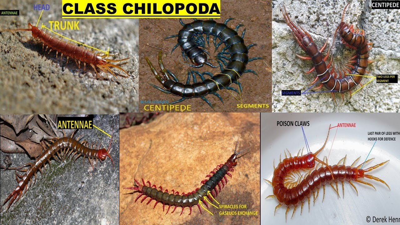Centipedes- Class Chilopoda - YouTube