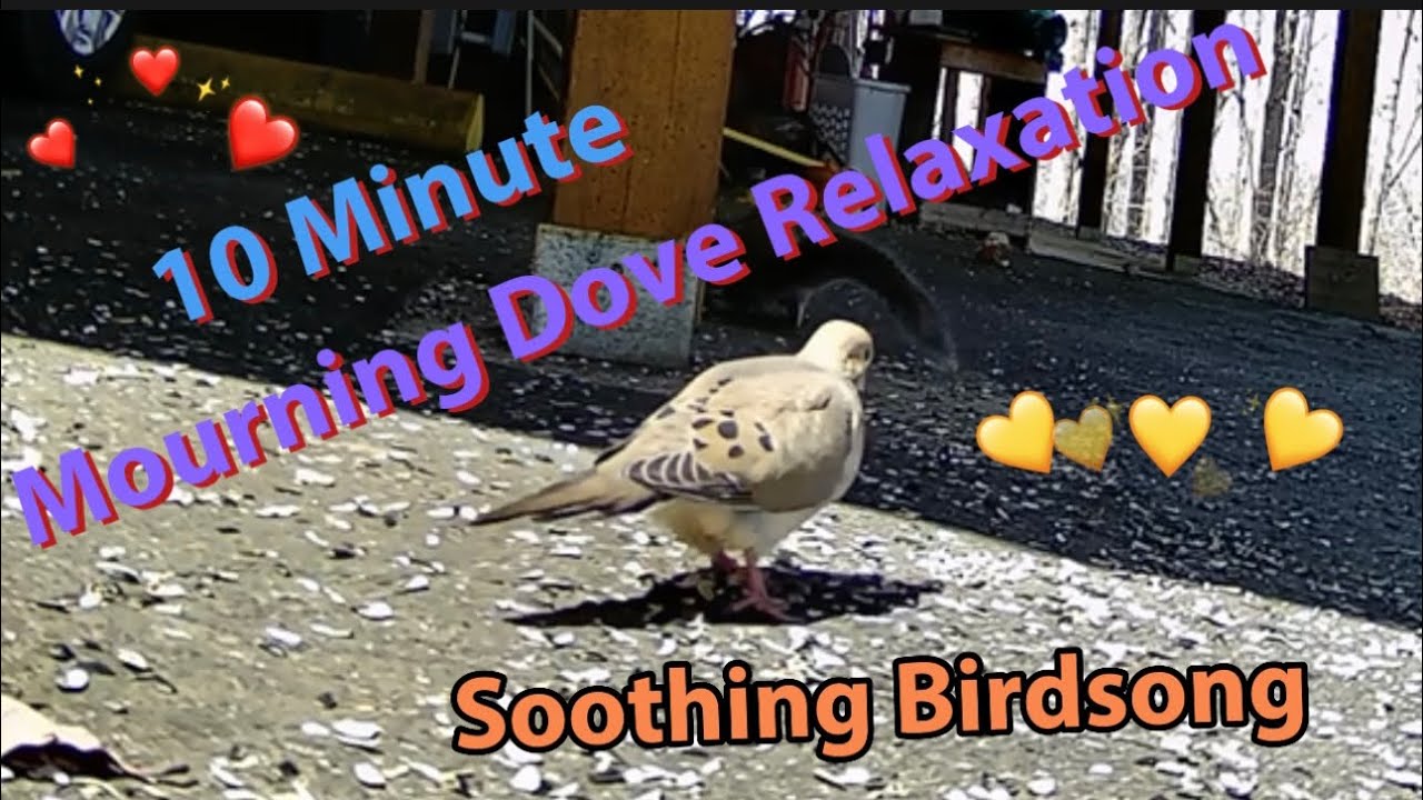 10 Minutes ASMR Relaxation with Birds Singing and Mourning Doves Eating ...