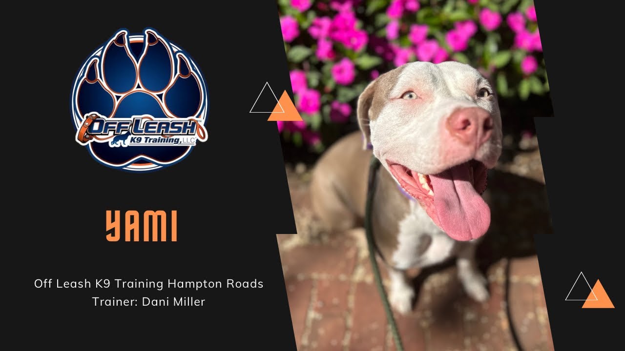 Yami 1 Year Old American Pit Bull | Anxious to Confident | Amazing ...