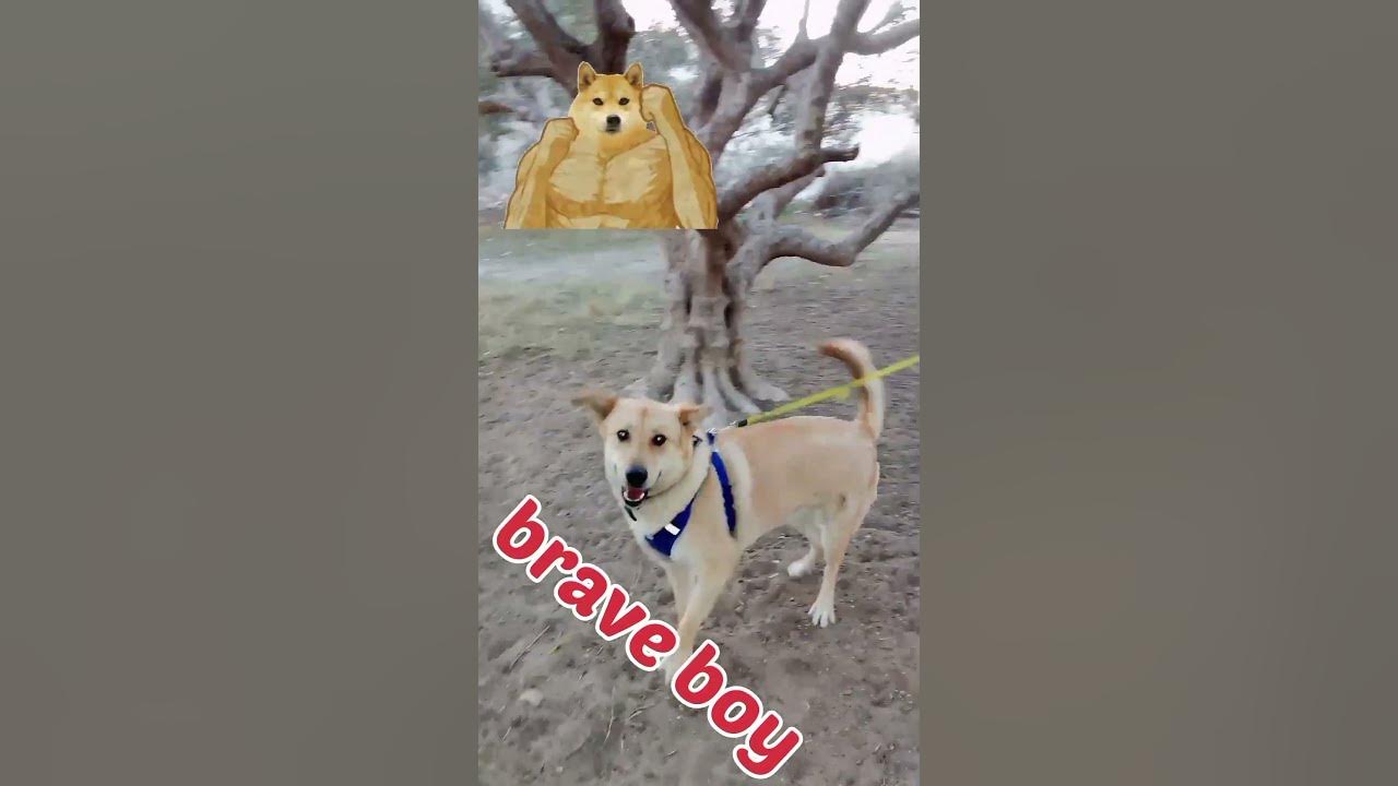 Brave dogs - YouTube