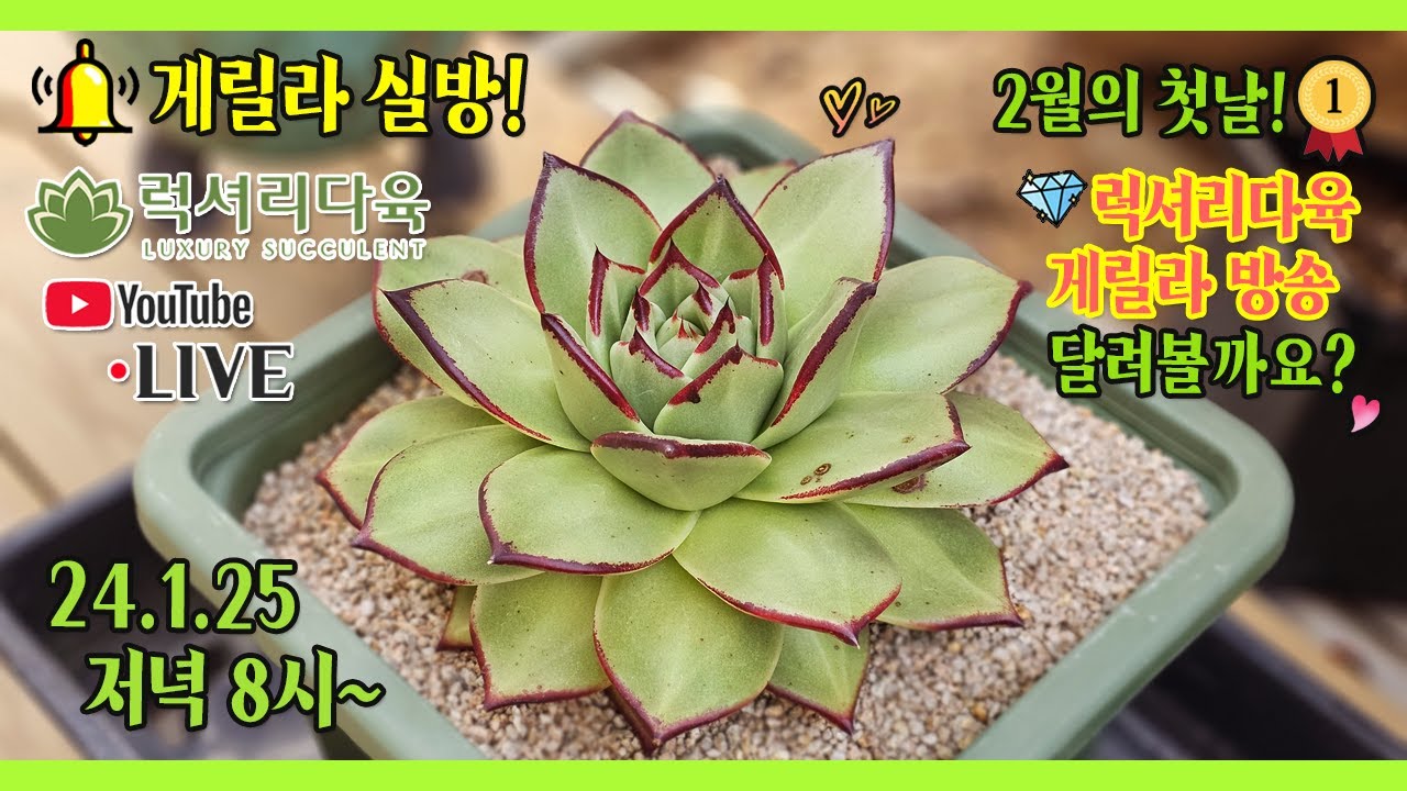 2월의 첫 날 예쁜다육이 실시간방송😊 2월 1일 럭셔리다육 다육이 실방에 초대합니다 럭셔리다육 안성 안성다육농장 Youtube