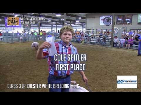 Ohio State Fair Jr Chester White Breeding Gilts