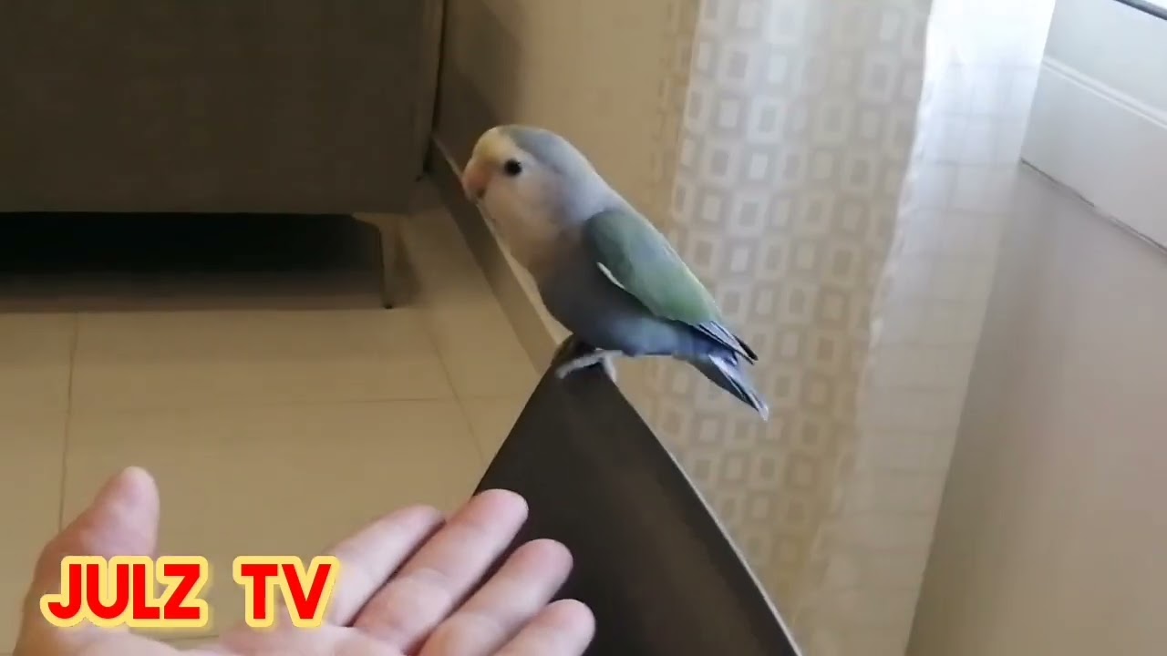 paano mag paamo ng ibon😂😂😂 - YouTube