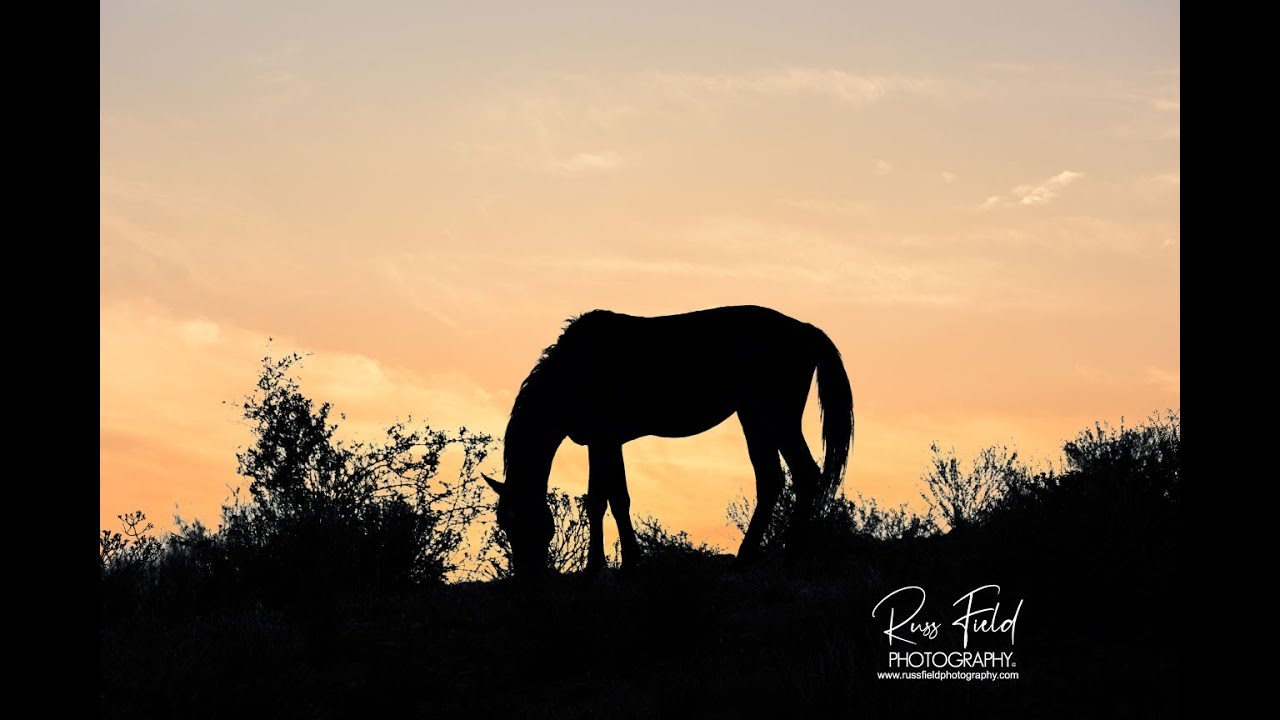 Wild in the Desert at Sunset - YouTube