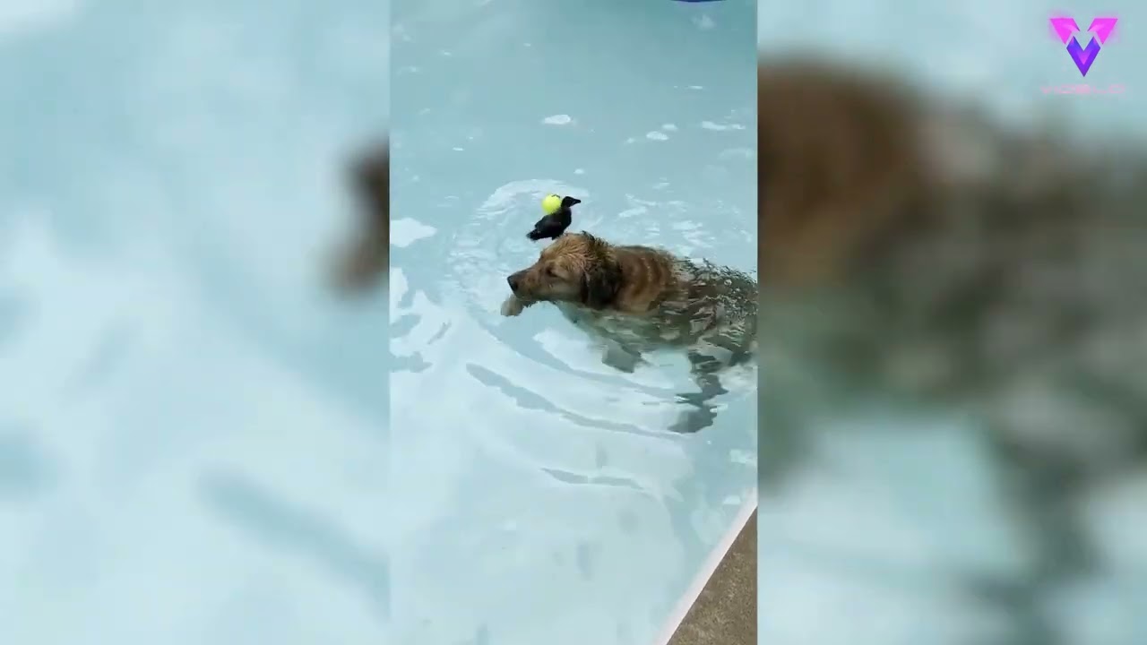Así nadan estos patos junto a un perro: son los mejores amigos - YouTube