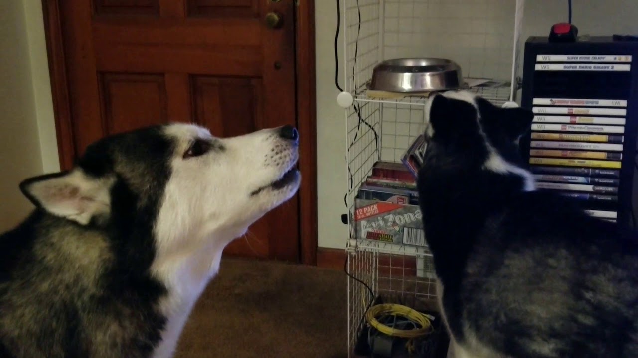 Huskies arguing over whose food bowl that is - YouTube